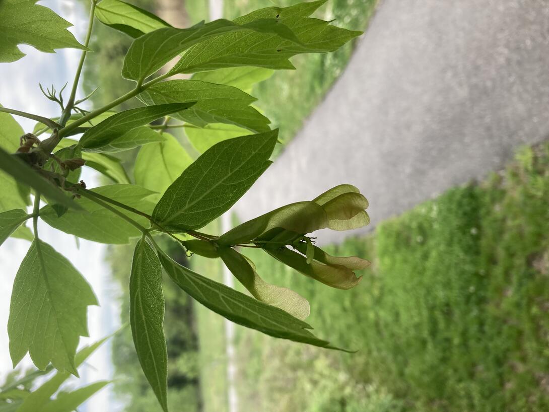 Box Elder | CMP Tree Selection Tool